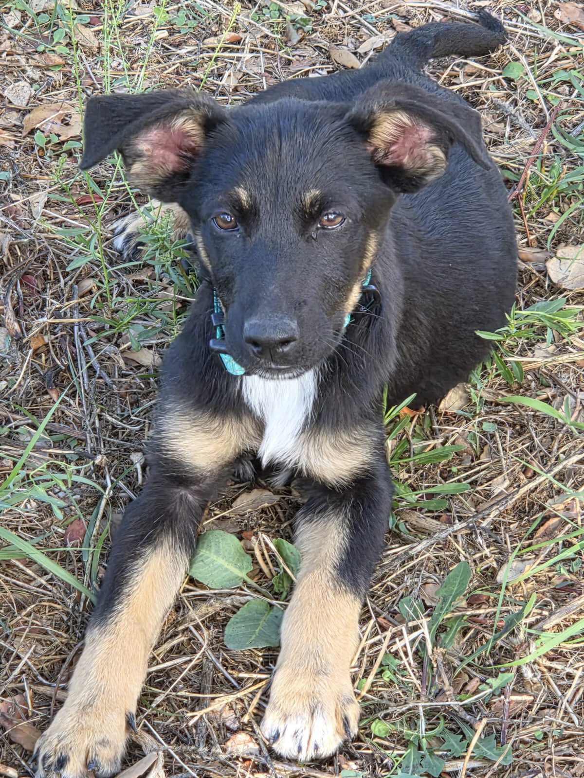 Georgio ~ Niemandshunde e. V.