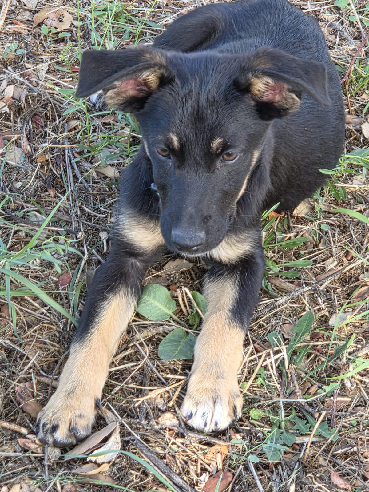 Georgio ~ Niemandshunde e. V.