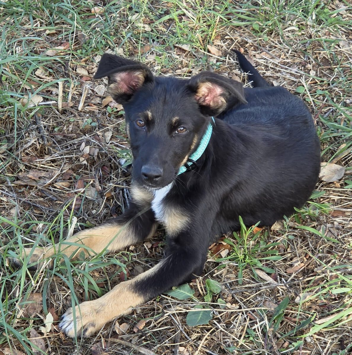 Georgio ~ Niemandshunde e. V.